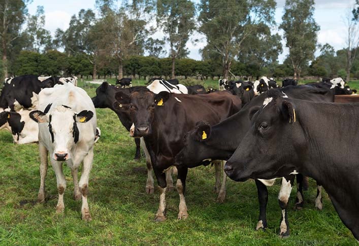 Gardiner Family, Bamawm
