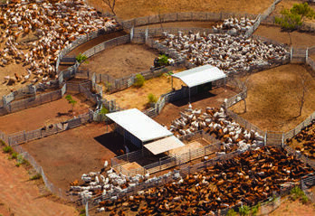 Top End Beef Tour